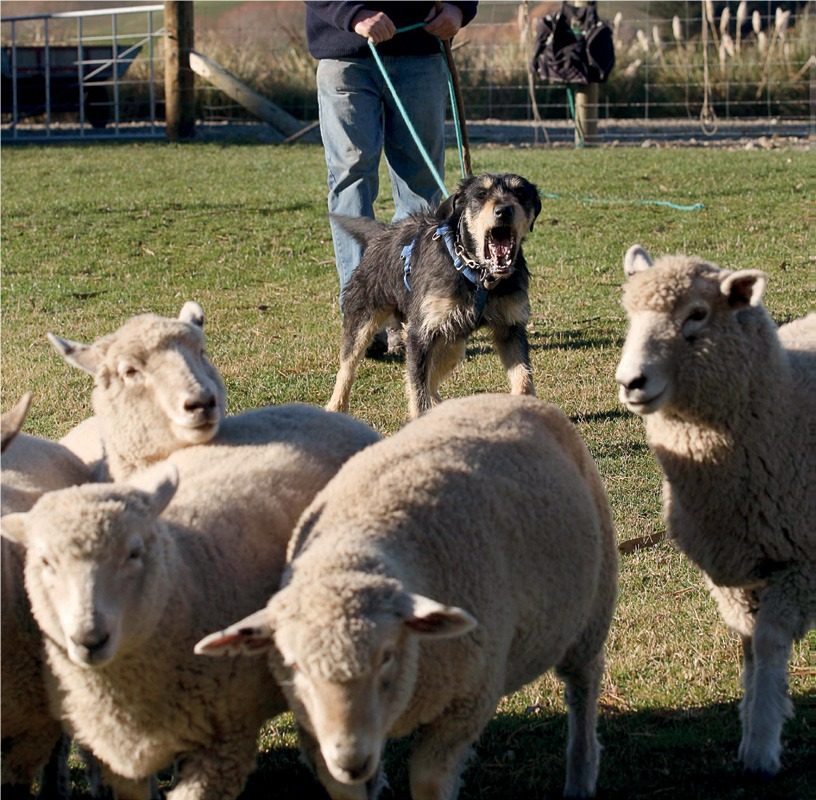 Huntaways: Finishing and fine tuning - Young Country