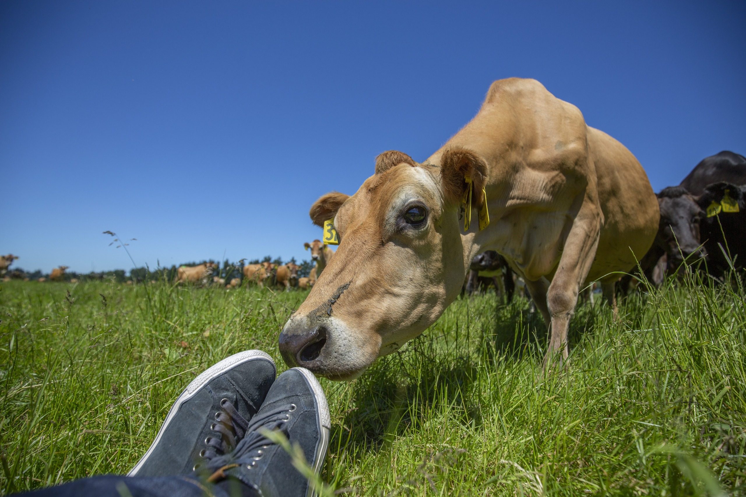 Zanda award to split for 2021 - Young Country