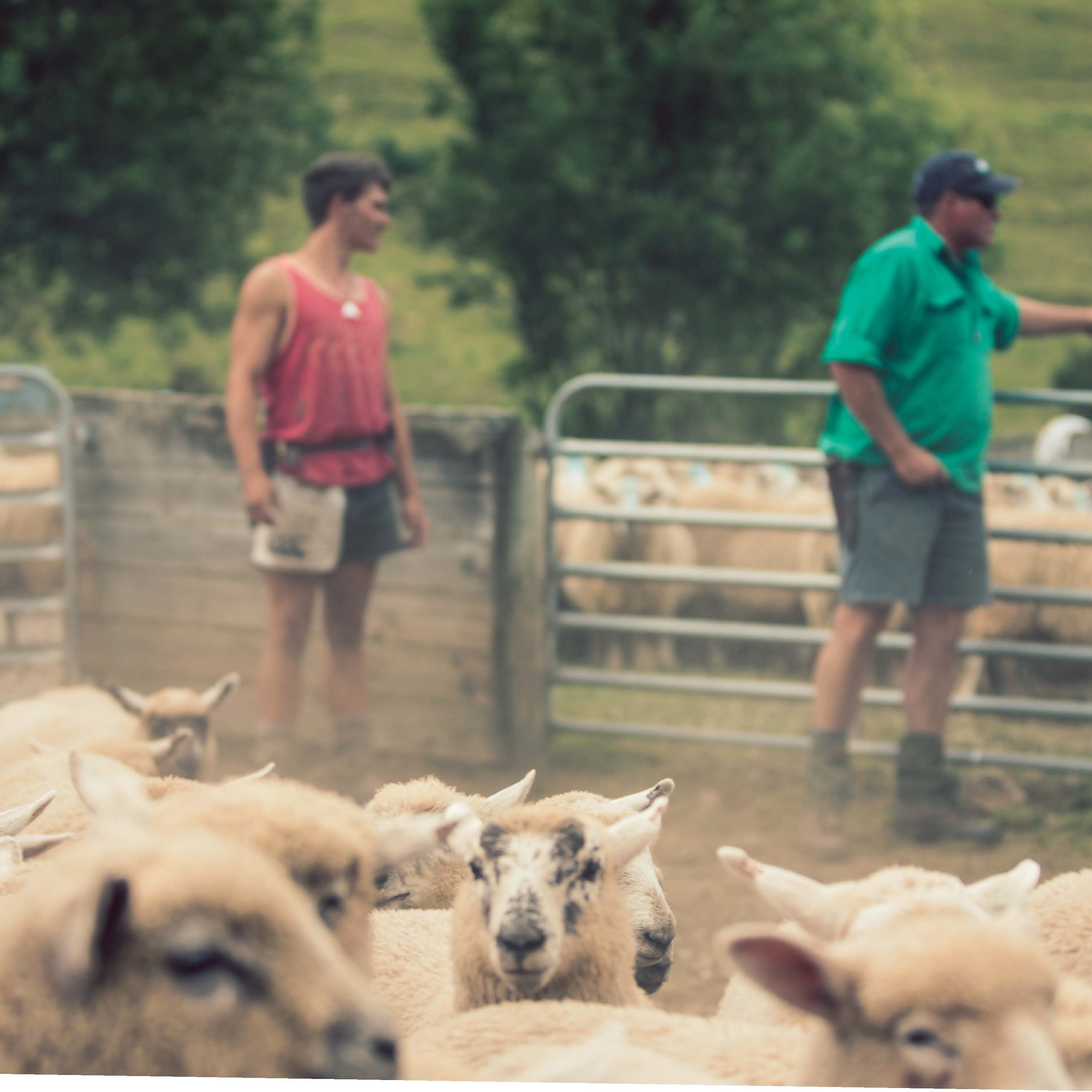 Letting go of the reins - Young Country