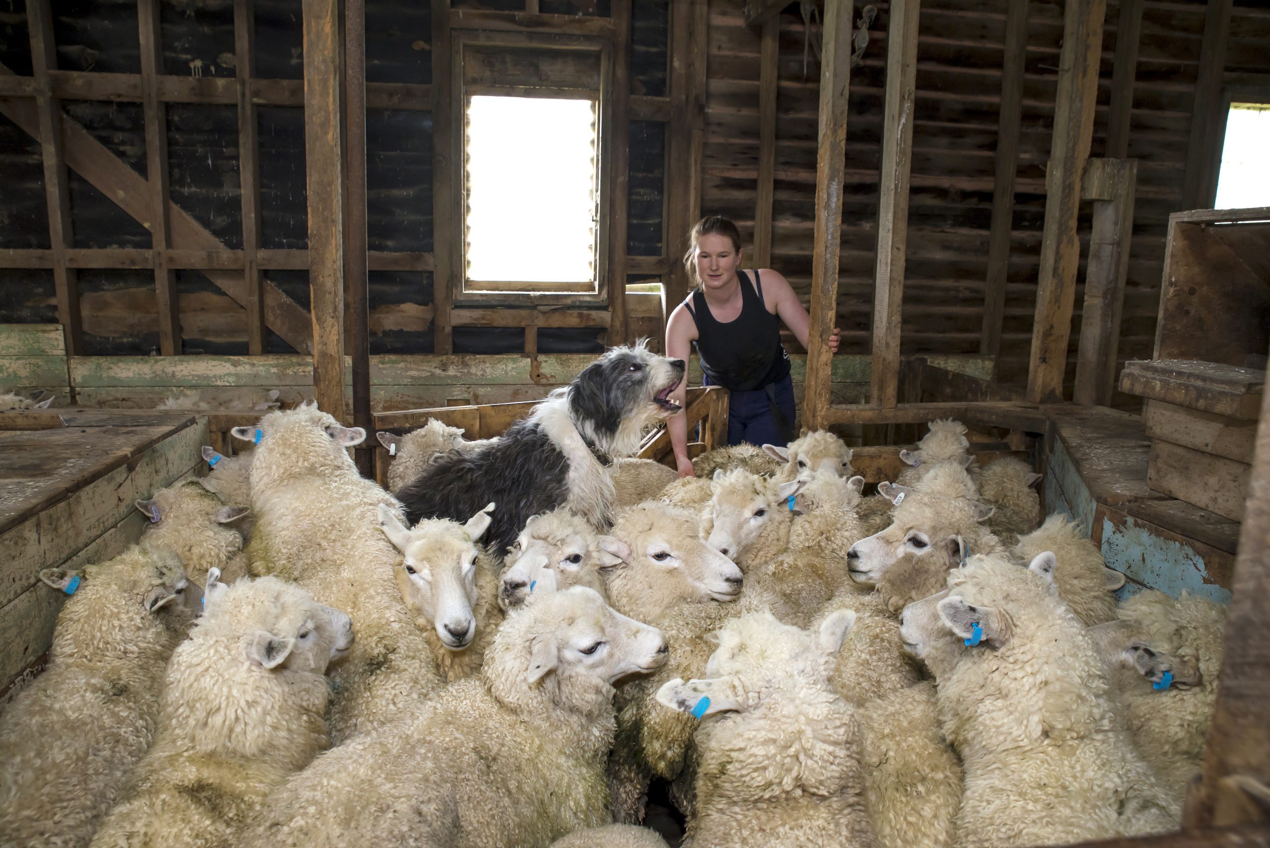 On a roll with wool - Young Country